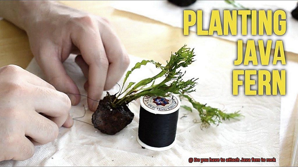 Do You Have To Attach Java Fern To Rock Glue Things 